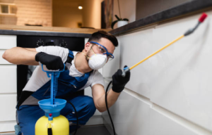 Magic's Pest Control Brisbane Inspections & Solutions